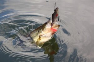 Does the Hook Hurt the Fish - Angling Journal