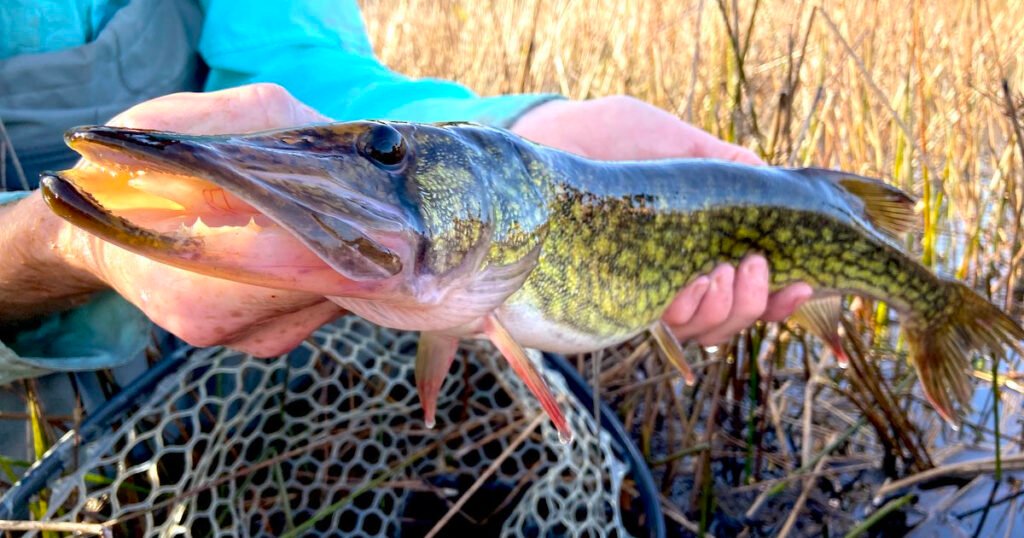 How to Catch a Pickerel - Angling Journal