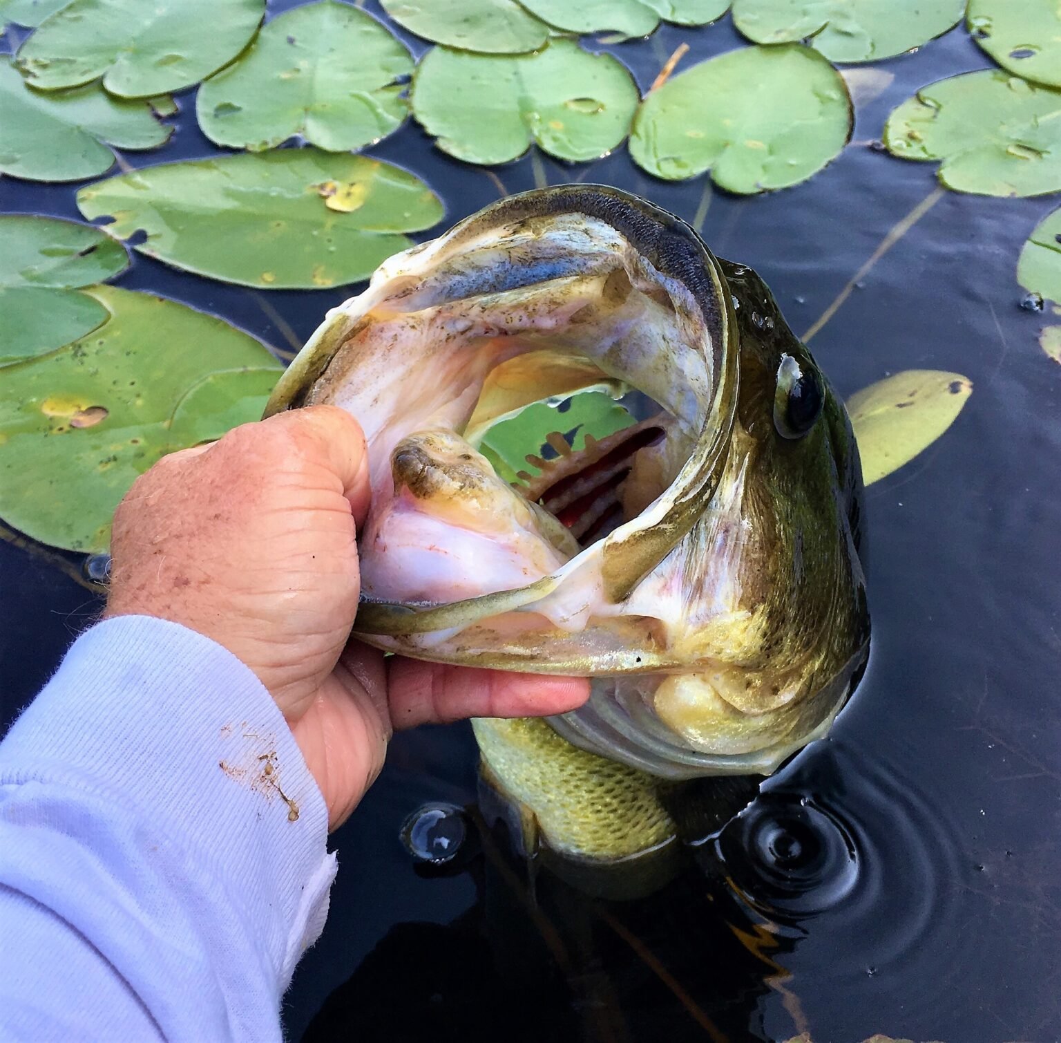 How to Catch Big Bass in Ponds - Angling Journal