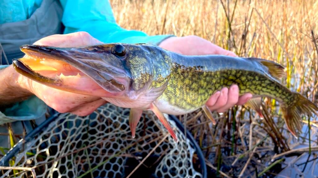 How to Catch Chain Pickerel - Angling Journal