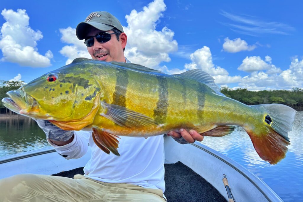 How to Catch Peacock Bass? - Angling Journal