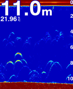 What Do Fish Look Like on a Garmin Fish Finder - Angling Journal