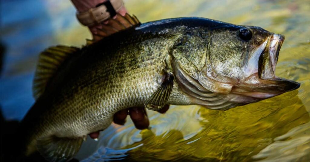 How to Qualify for Bassmaster Classic - Angling Journal