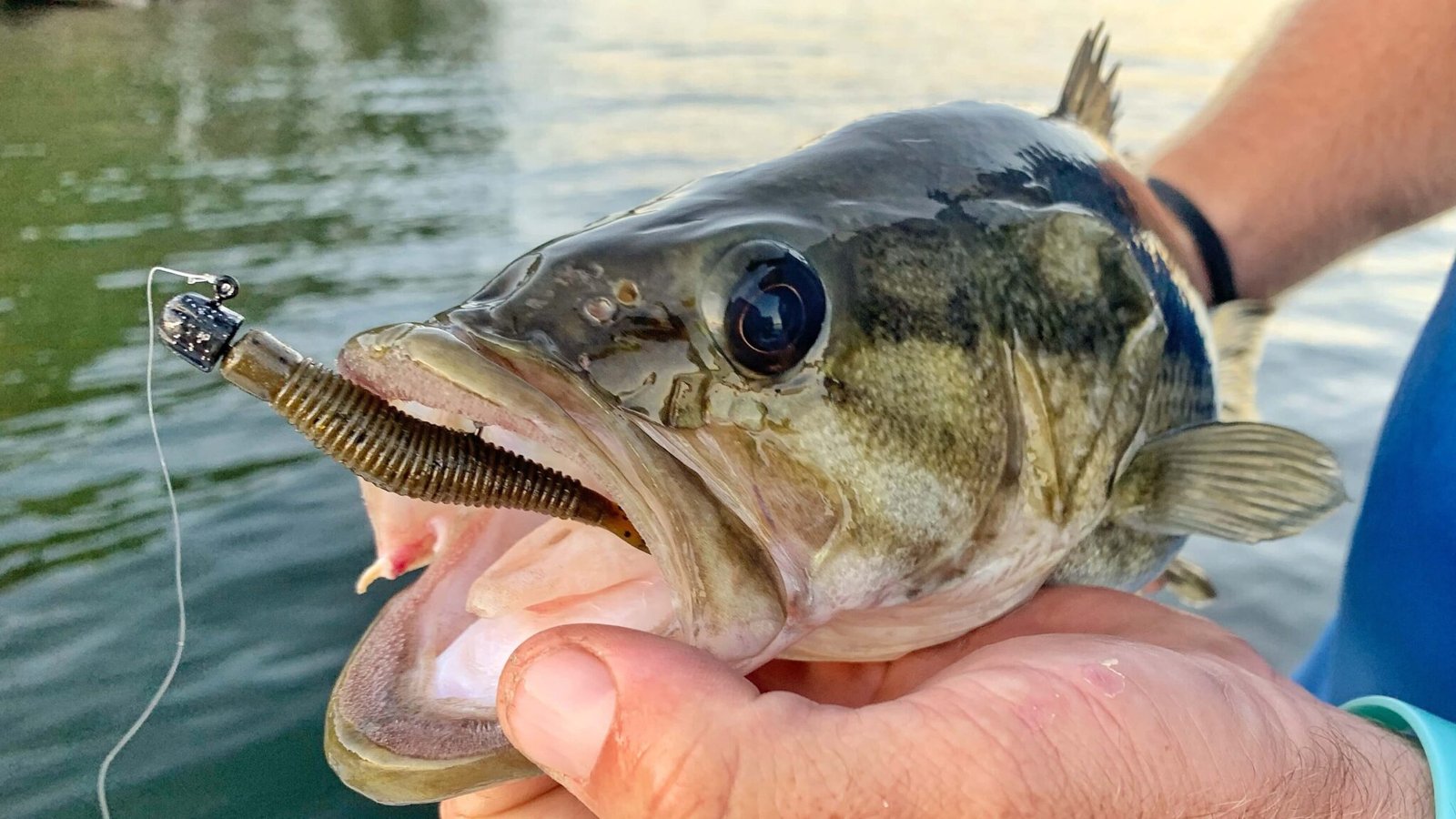 How to Fish With Nightcrawlers - Angling Journal